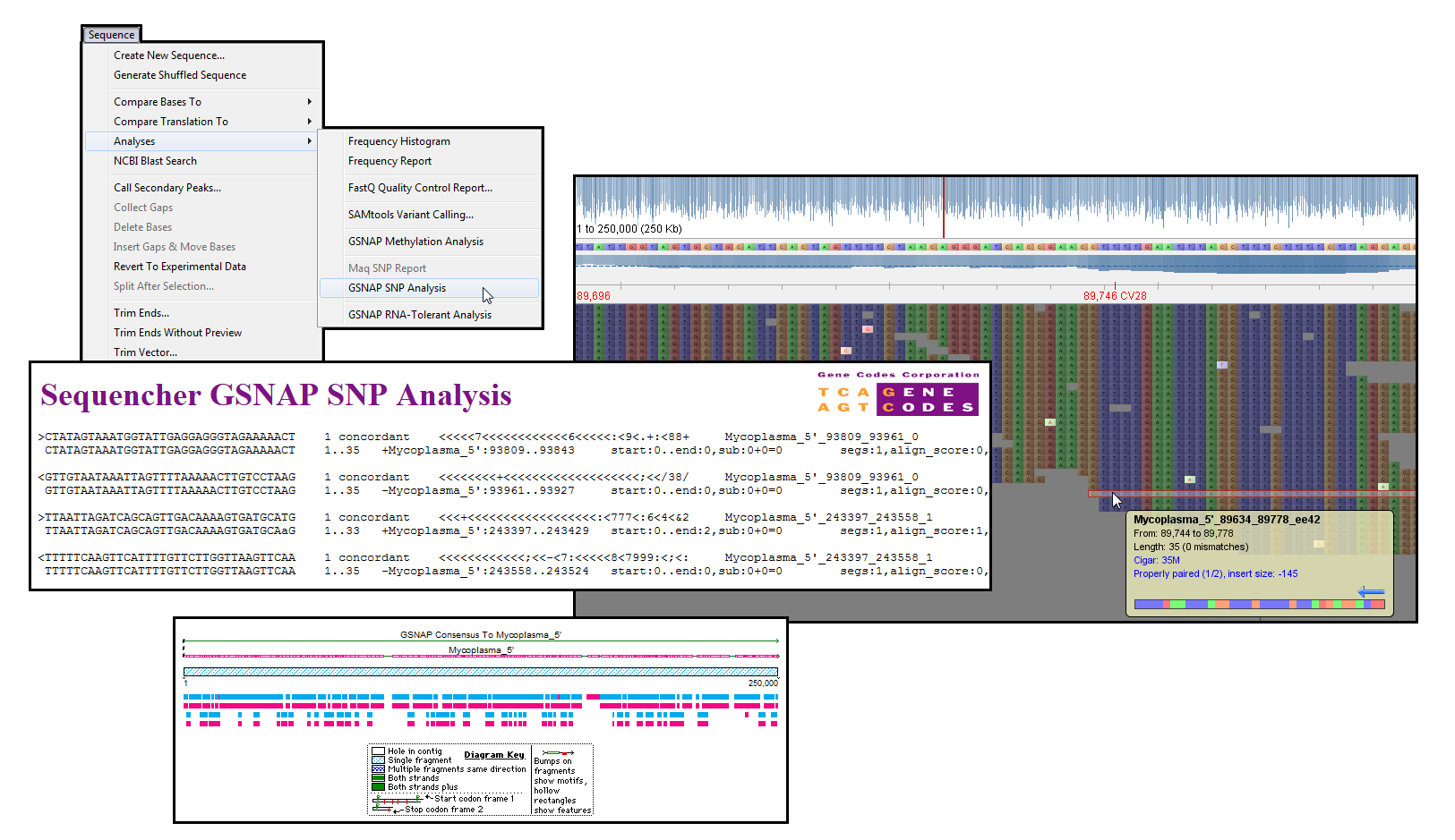 Snp Analysis Dna Sequencing Software Sequencher From Gene Codes Corporation